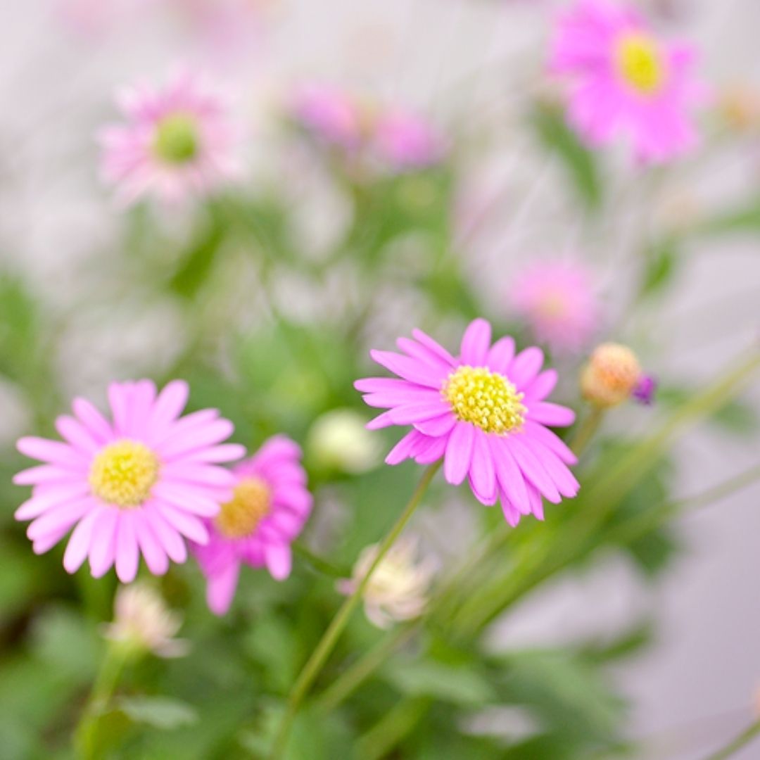 Daisee Plantable Greeting Card – Natural Good Life